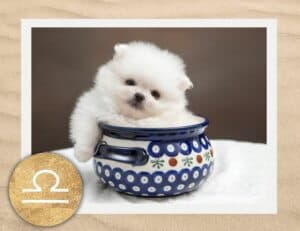 Libra Pet Horoscope | Pet Astrology by The AstroTwins
